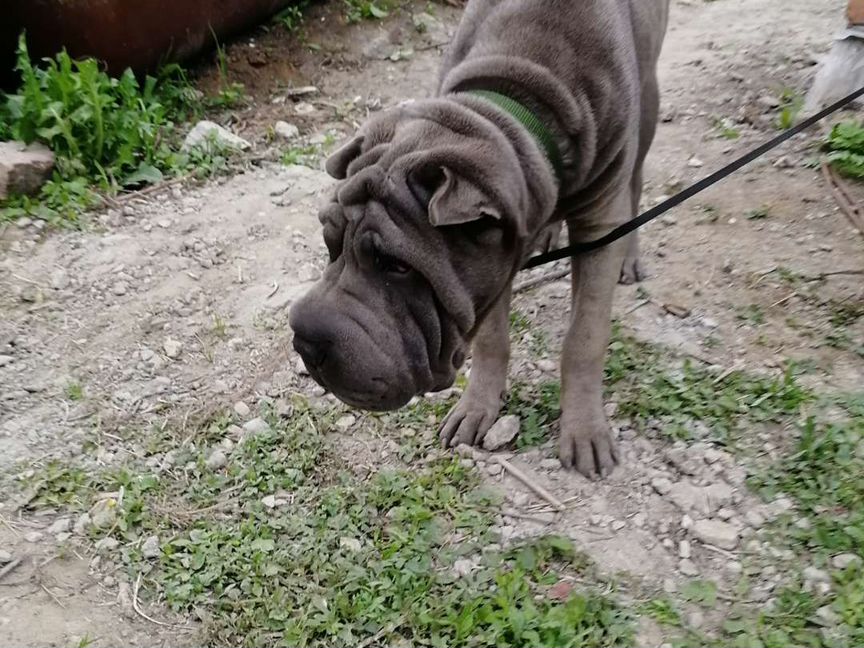 Шарпей чистокровный