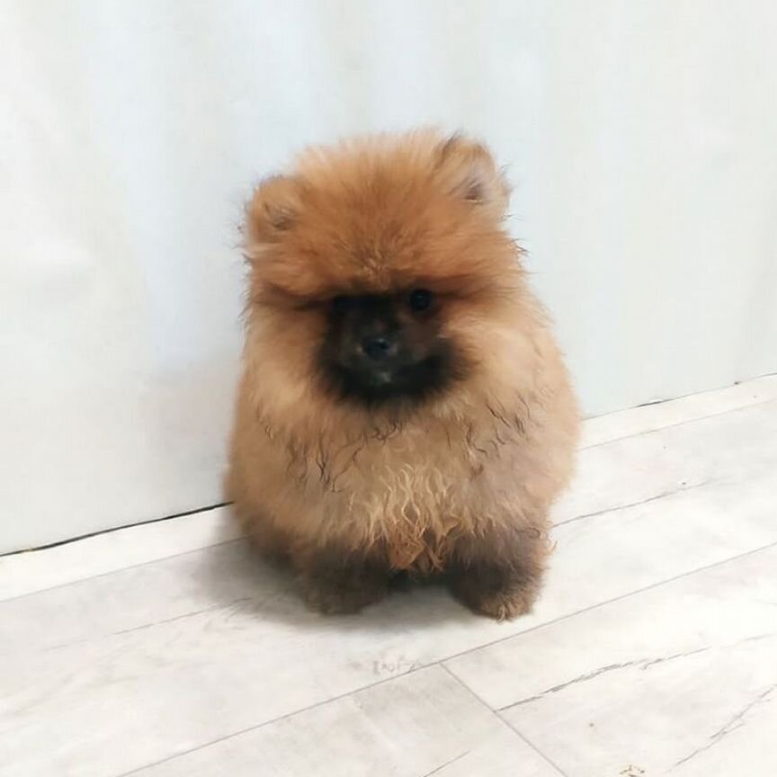 Померанский шпиц мини щенки