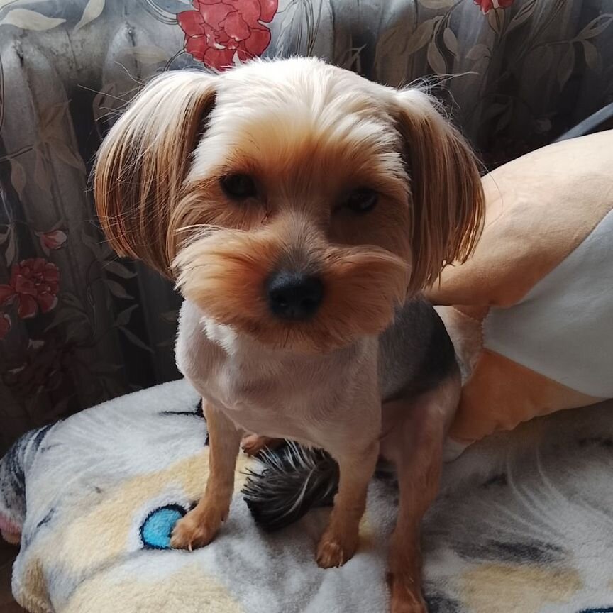 Йоркширский терьер, взрослая собака