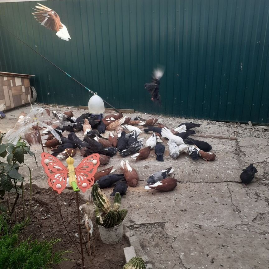 Продам николаевских голубей разной масти