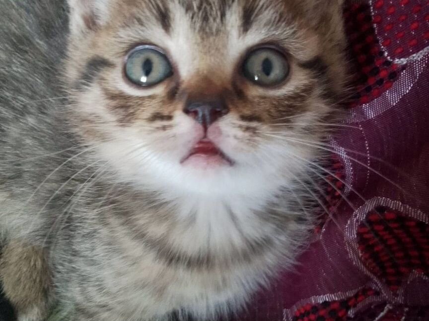 Котята-метисы 1,5 мес (шотландцы) в добрые руки