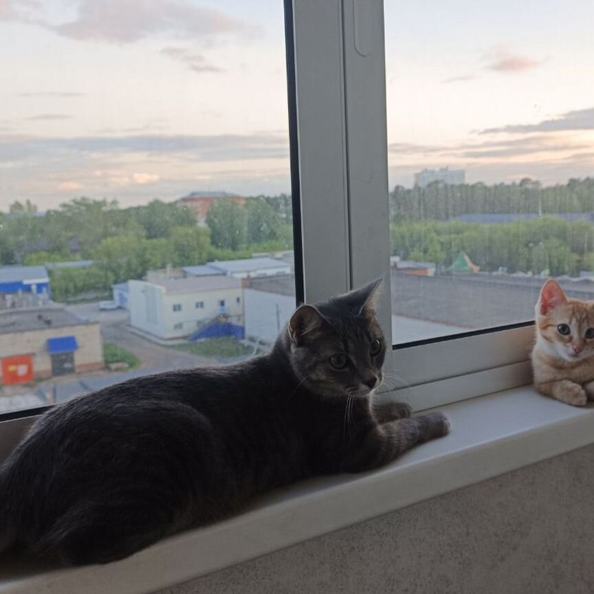 Кошки и котята