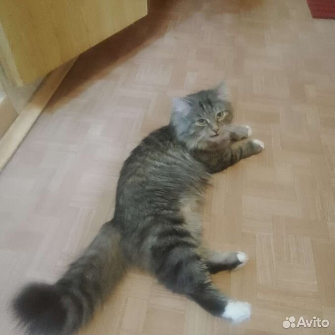 Отдам в хорошие руки. Котик очень добрый