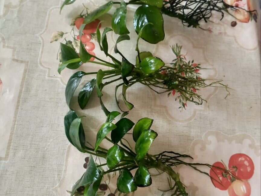Растение в аквариумное прополка