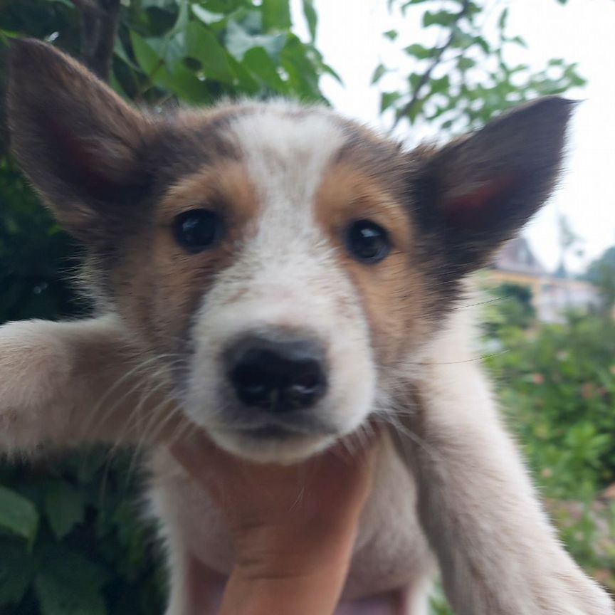 Щенята породы лайка