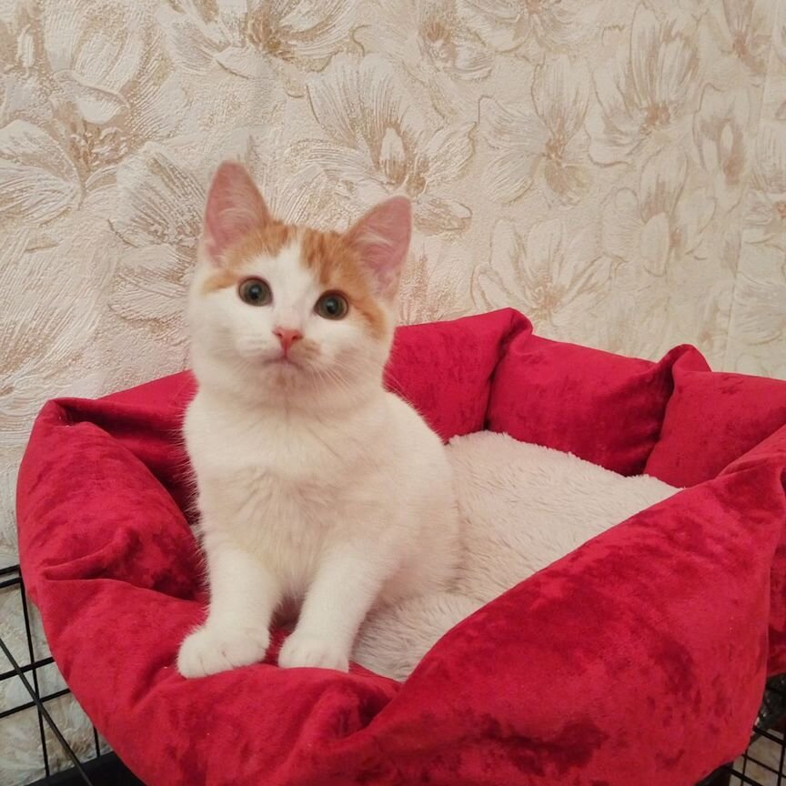 Котенок