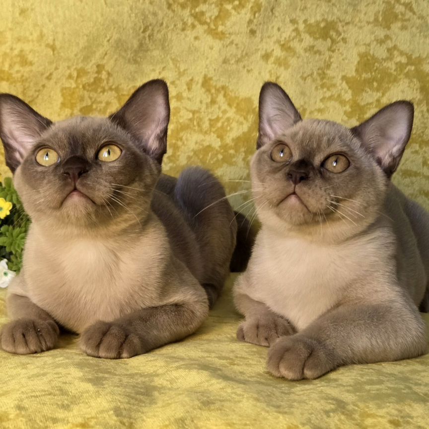 Европейский бурманский котёнок
