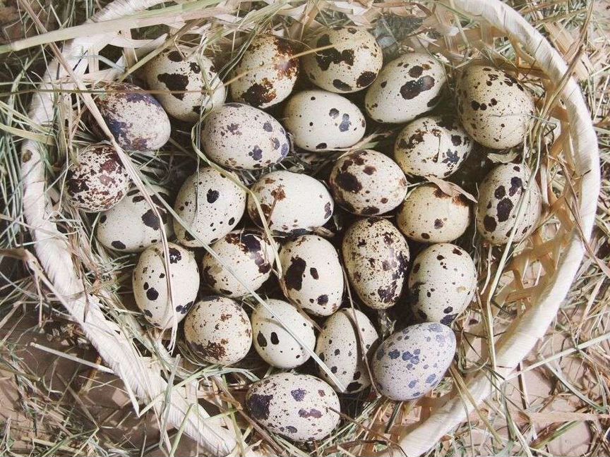 Яйца перепелиные домашние