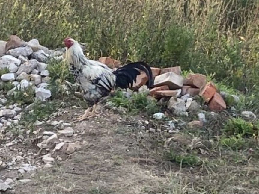 Куры несушки