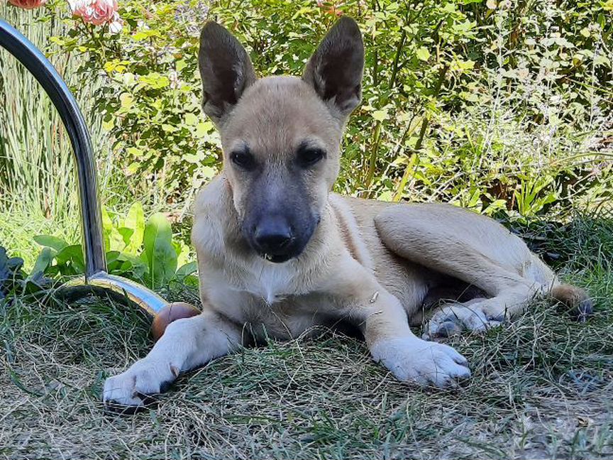 Собака в добрые руки