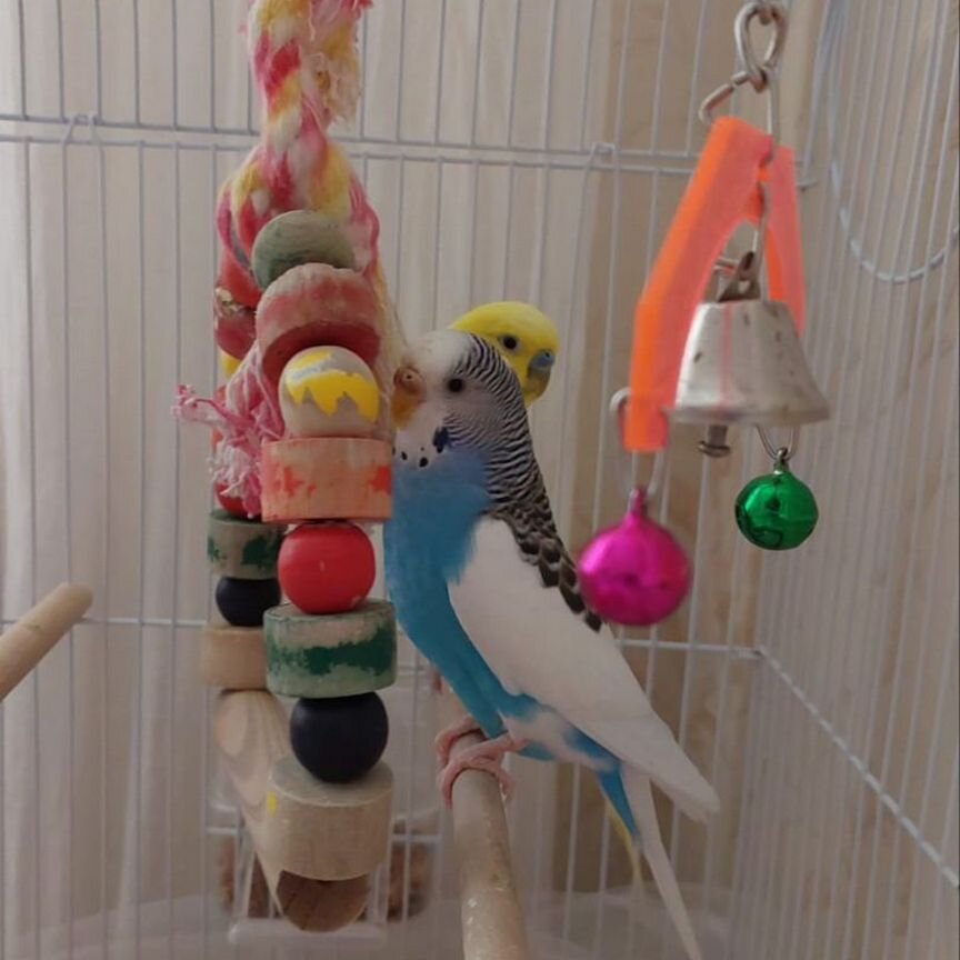 Волнистый попугай с клеткой