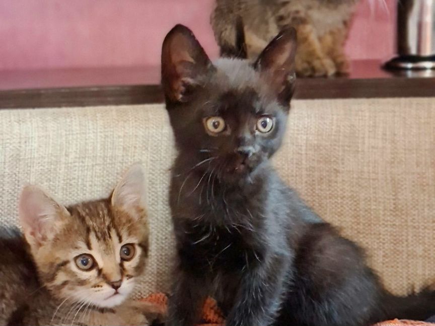 Котята в добрые руки