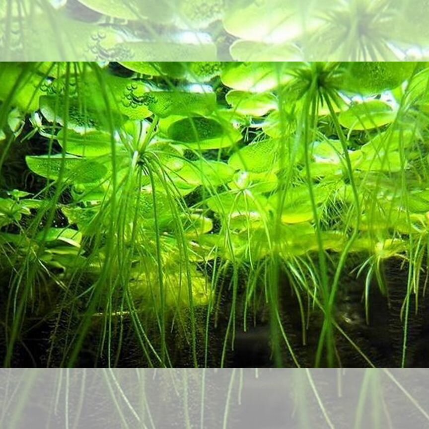 Лимнобиум плавающее растение