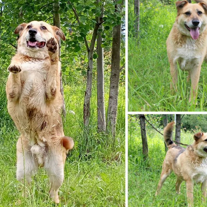 Взрослый пёс в добрые руки