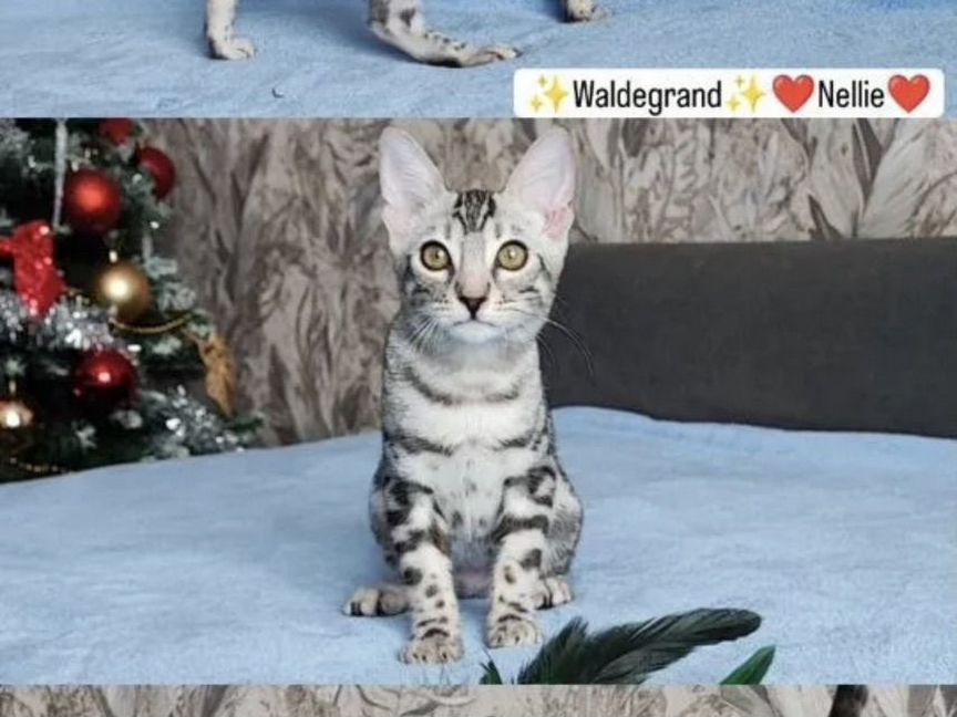 Бенгальская кошка бесплатно