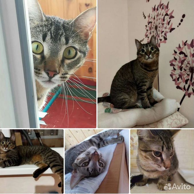 Кот Степа