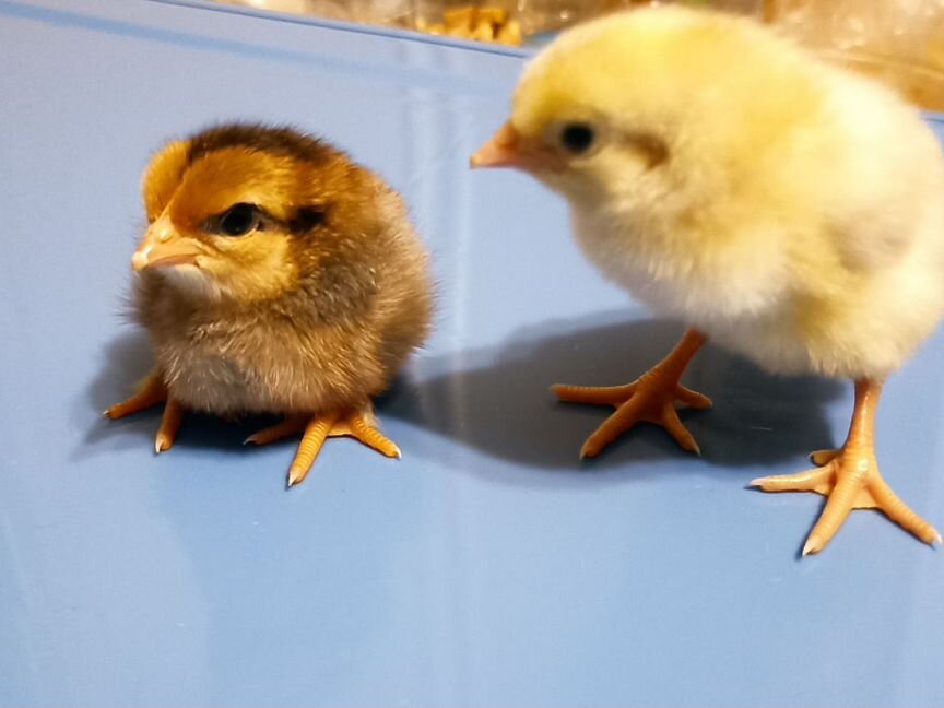 Цыплята 20-21 мая 2024г вывод