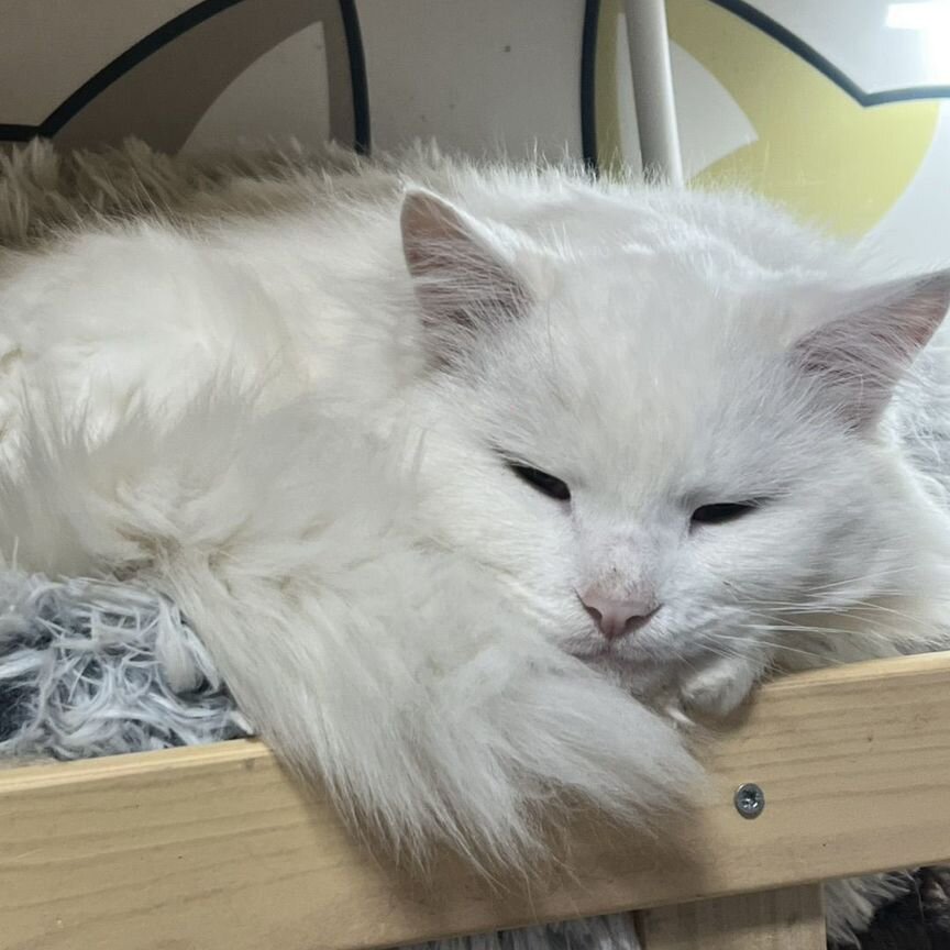 Белый кот в добрые руки