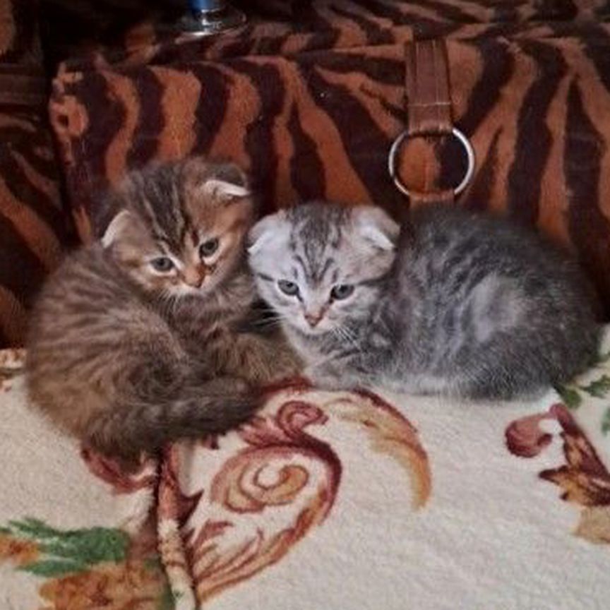 Шотландский вислоухий короткошёрстный котёнок