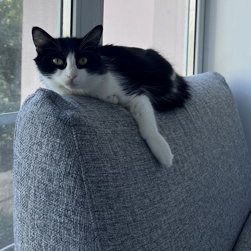 Взрослая, кошка в добрые руки