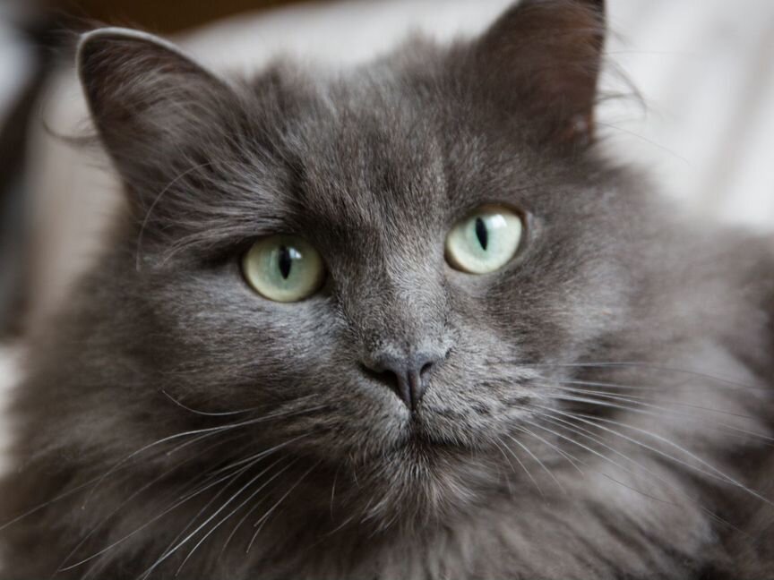 Кот Димка