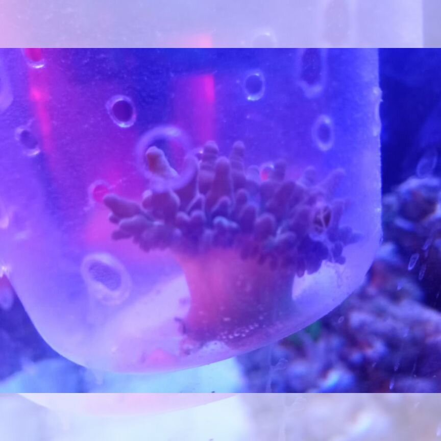 Актиния пузырчатая квадриколор