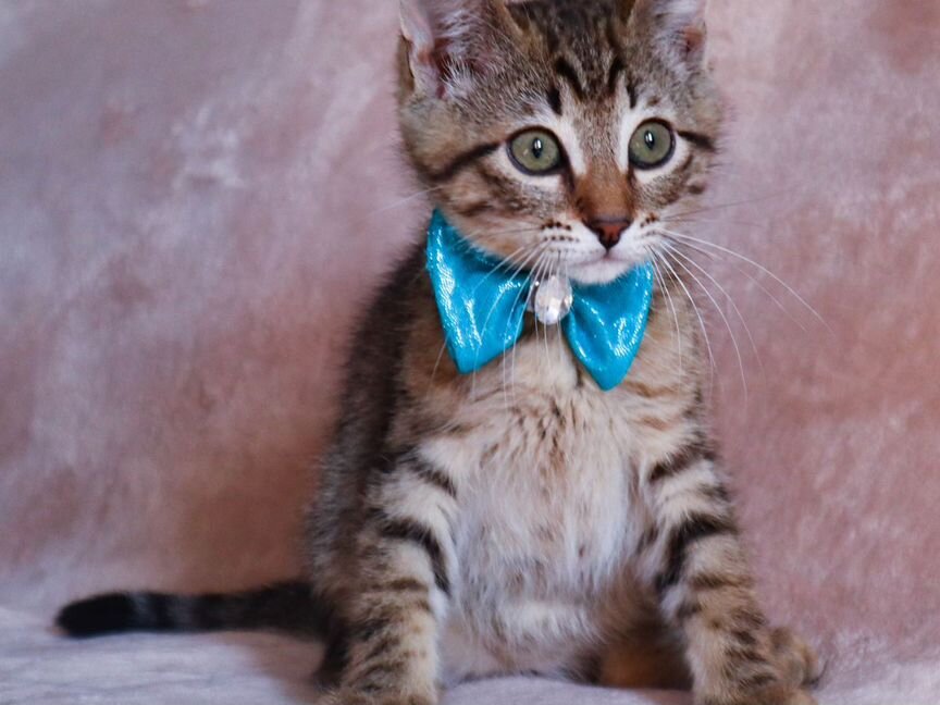 Котёнок в дар