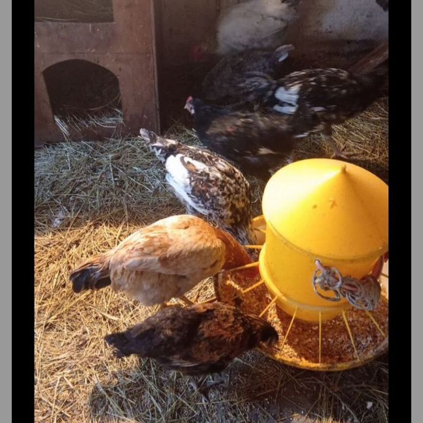 Куры несушки молодые продаю