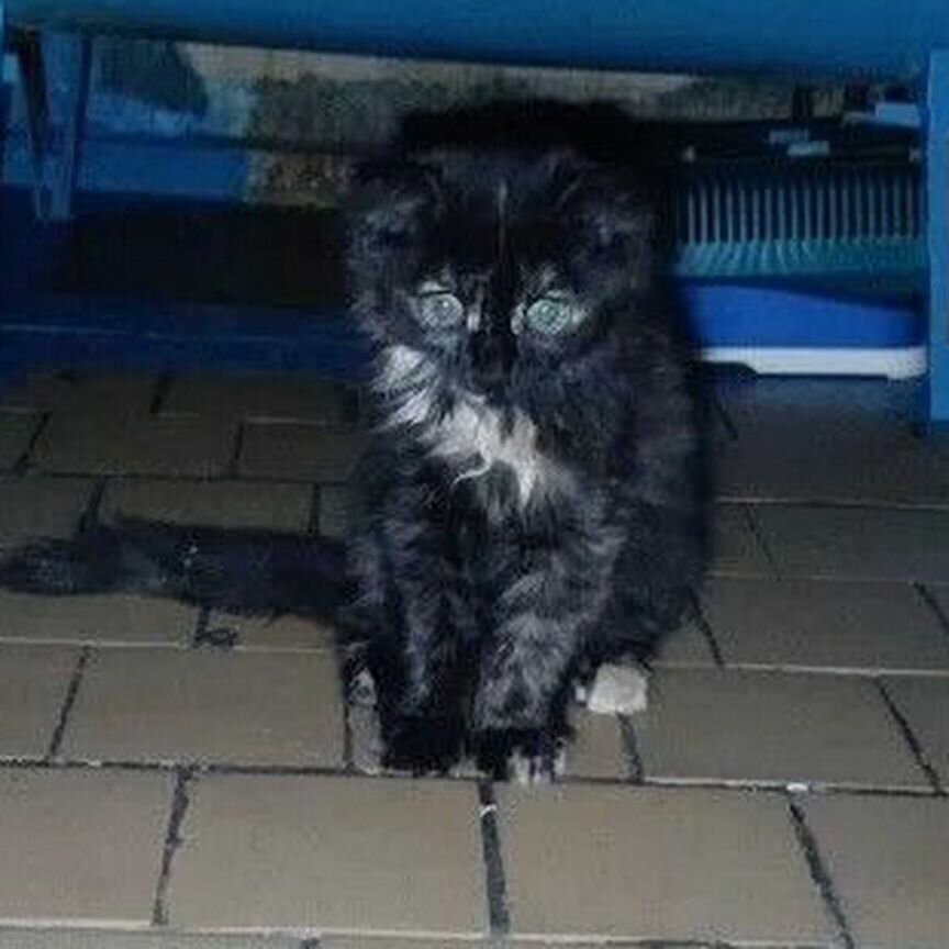 Шотландский вислоухий длинношёрстный котёнок