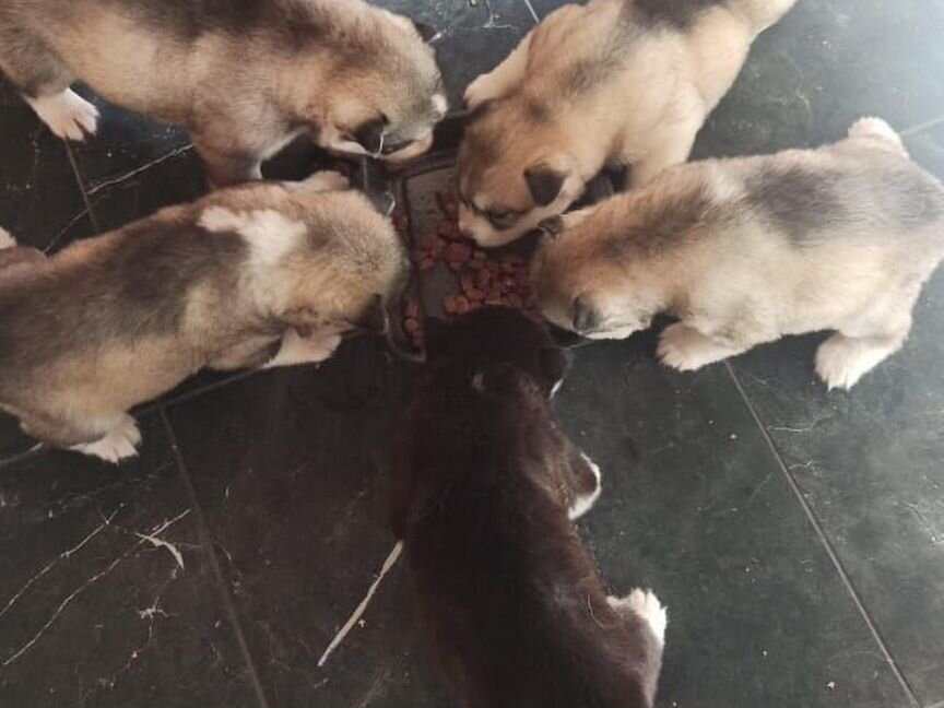 Щенки сибирской хаски, девочки