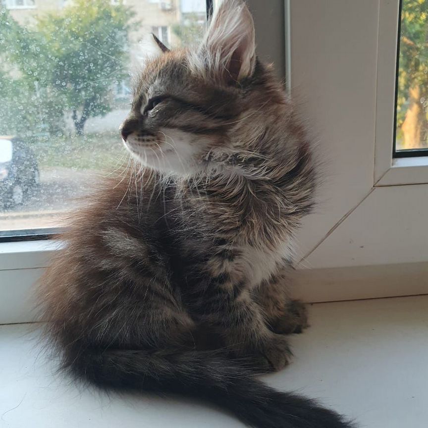 Котенок в добрые руки