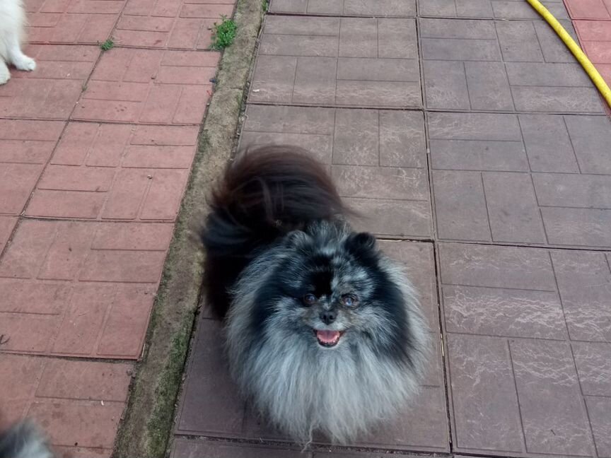 Мраморный пом