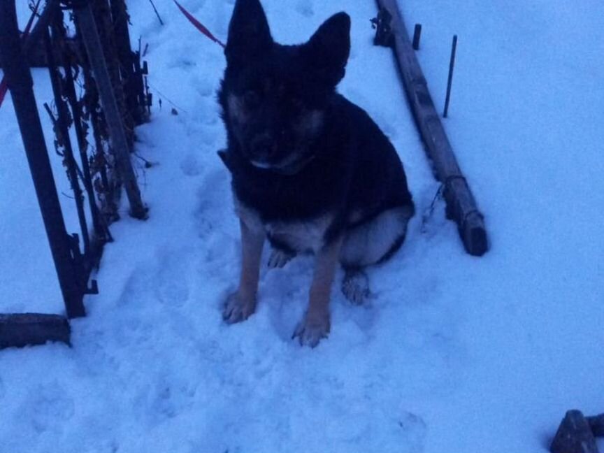 Немецкая овчарка