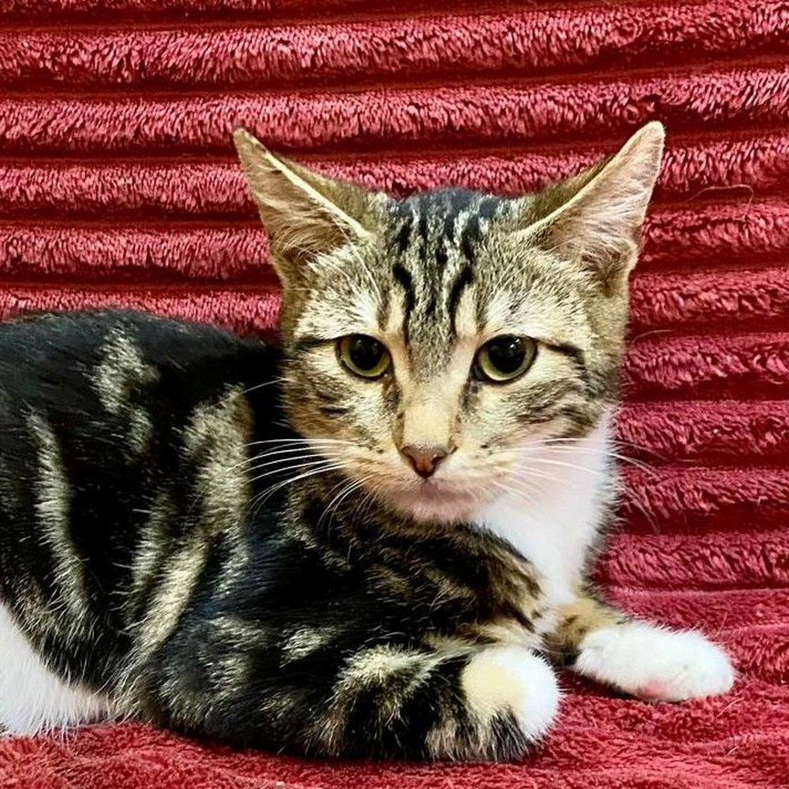 Котенок, 4,5 месяца, ищет семью