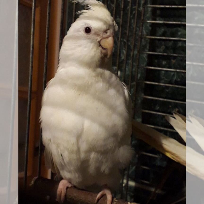 Попугай корелла