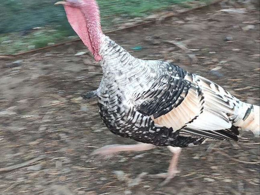 Индюк взрослый