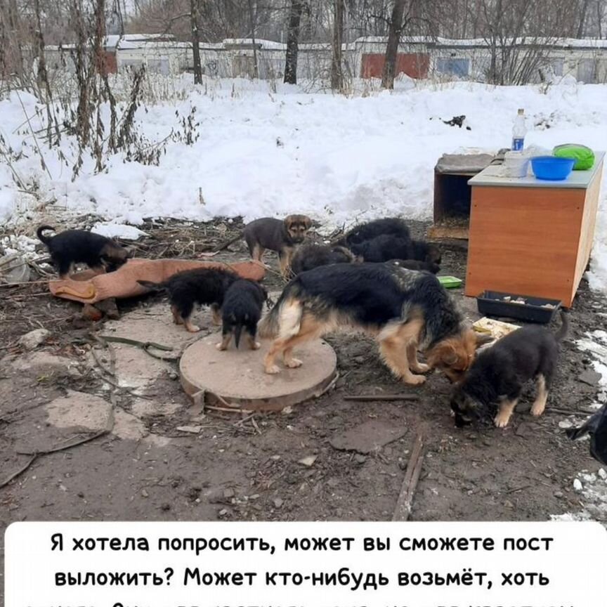 Щенки немецкой овчарки в добрые руки