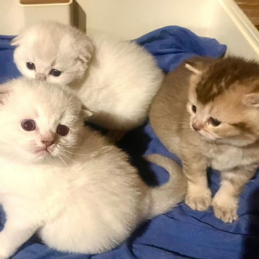 Шотландская