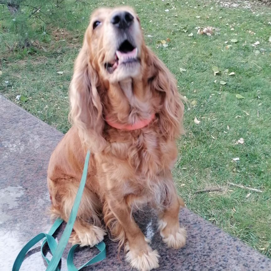 Отдам кокер спаниеля в добрые руки