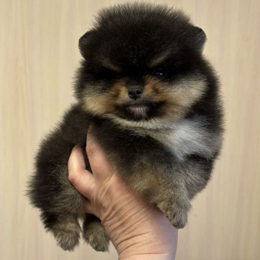 Померанский шпиц, щенок