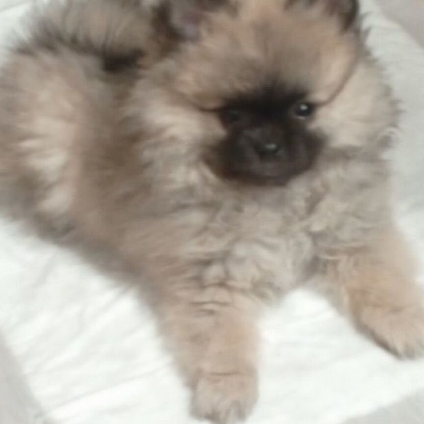 Померанский шпиц, щенок