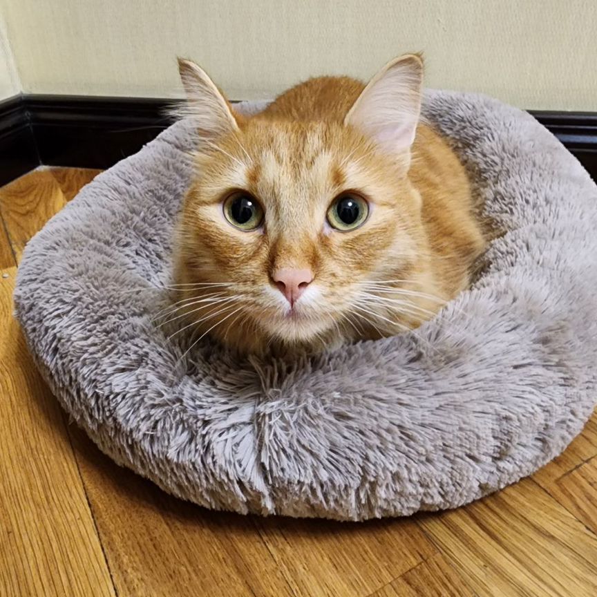 Персидский кот, взрослый