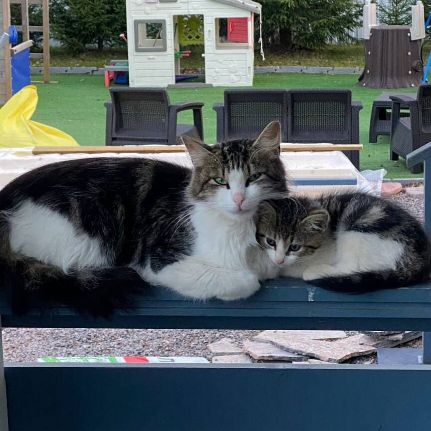 Котенок в добрые руки бесплатно