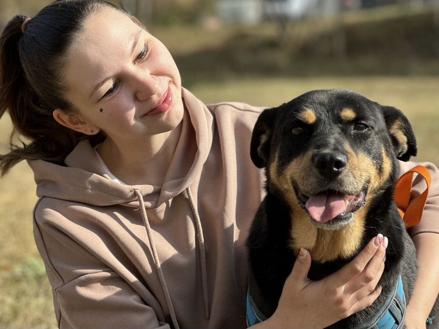 Спокойный и уравновешенный метис ротвейлера из при