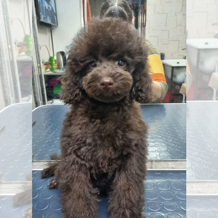 Той-пудель, щенок