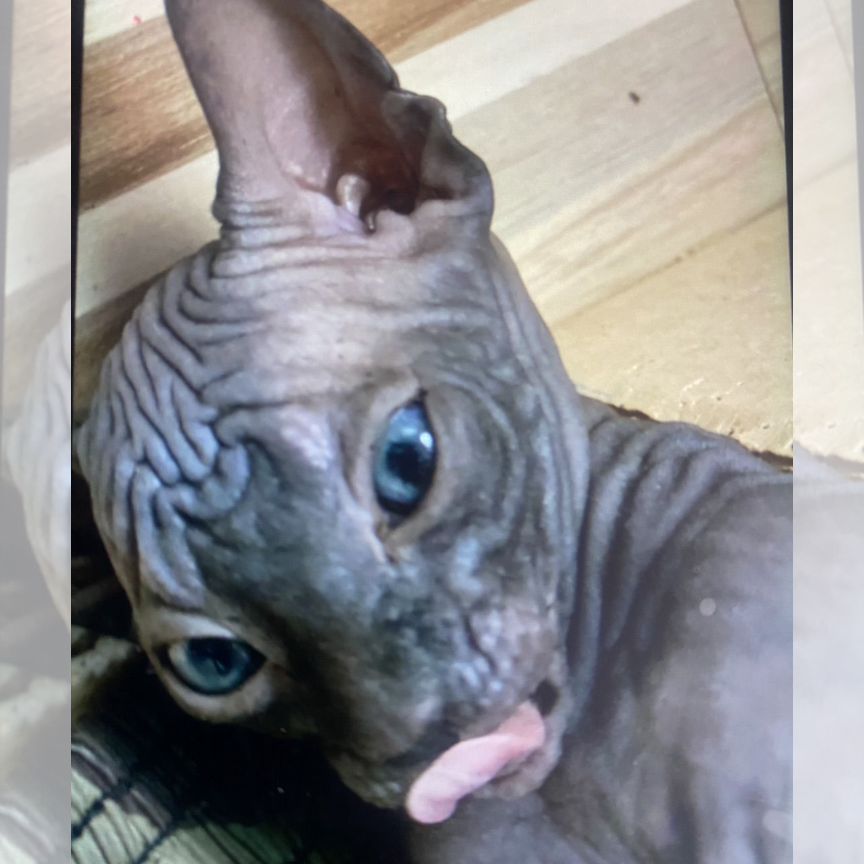 Канадский сфинкс котёнок