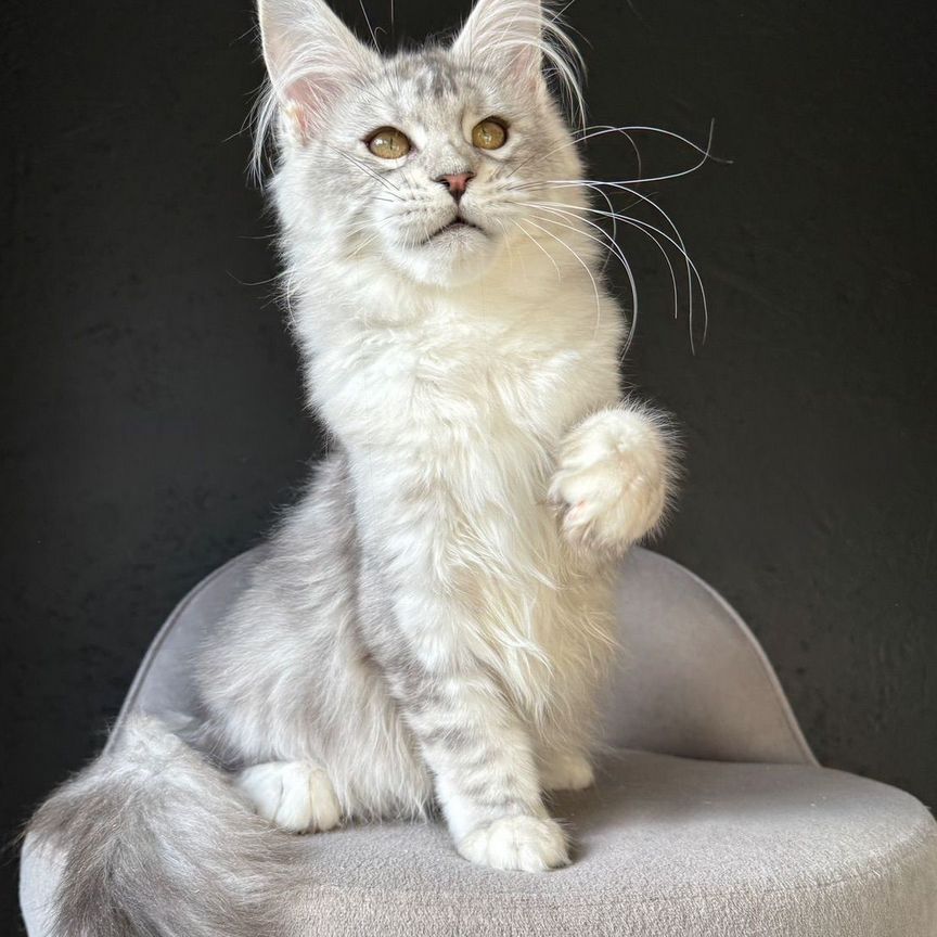 Девочка мейнкун