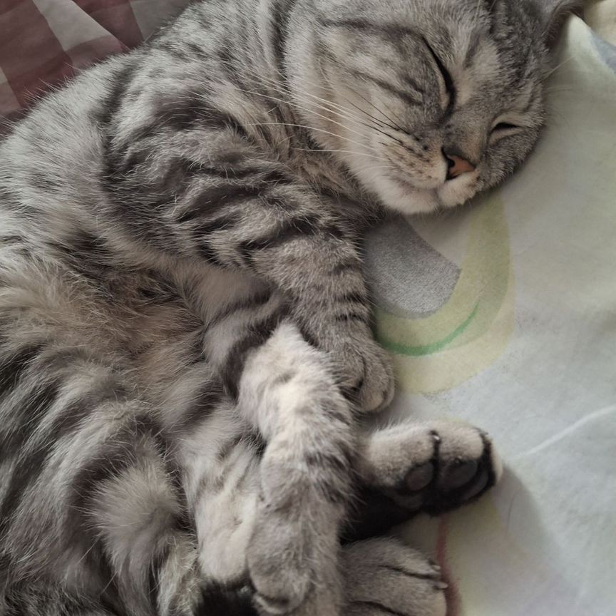 Потерялся котик в Елкибаево