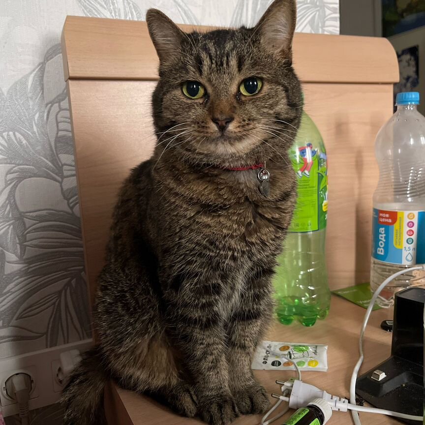 Взрослый кот в добрые руки