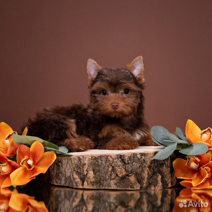 Персей / Perseus (Мальчик / Boy)